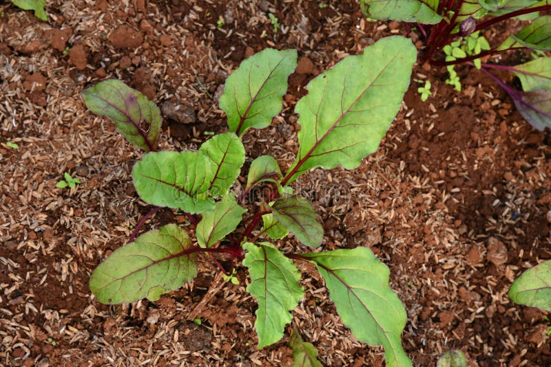 Beetroot or Red Beet Plant in Production Farm Stock Image - Image of ...