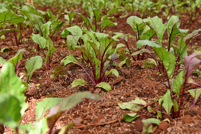 Beetroot or Red Beet Plant Disease Stock Image - Image of food, green ...