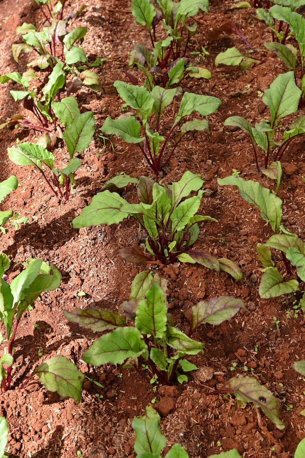Beetroot or Red Beet Plant in Production Farm Stock Photo - Image of ...