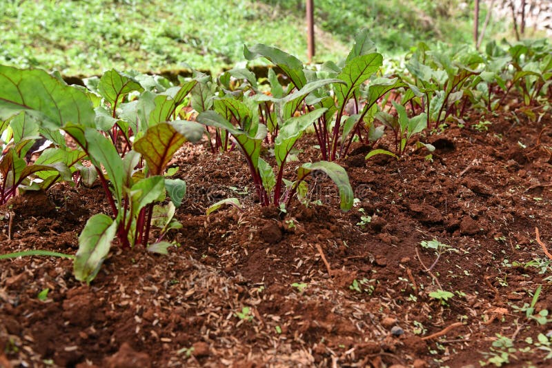 Beetroot or Red Beet Plant in Production Farm Stock Image - Image of ...