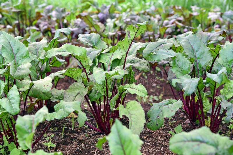 Beetroot or Red Beet Plant in Production Farm Stock Image - Image of ...