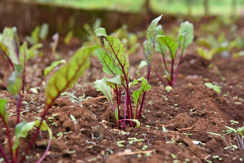 1,162 Beetroot Seedling Stock Photos - Free & Royalty-Free Stock Photos ...