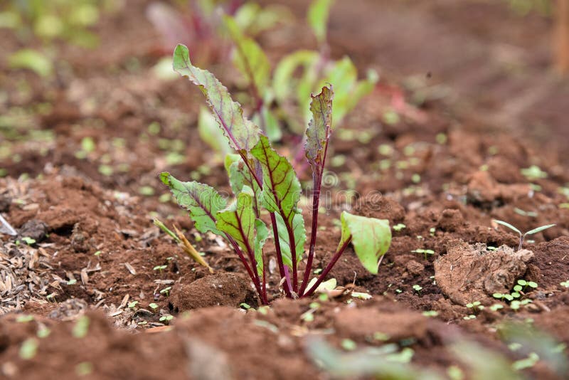 Beetroot or Red Beet Plant Disease Stock Image - Image of food, green ...