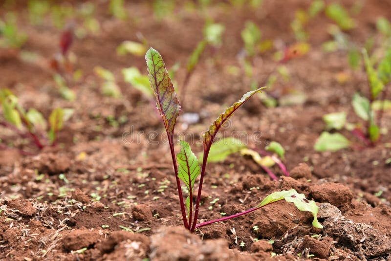 1,162 Beetroot Seedling Stock Photos - Free & Royalty-Free Stock Photos ...