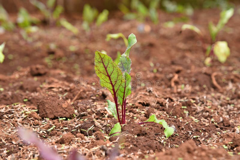 Beetroot or Red Beet Plant Disease Stock Photo - Image of beetroot ...