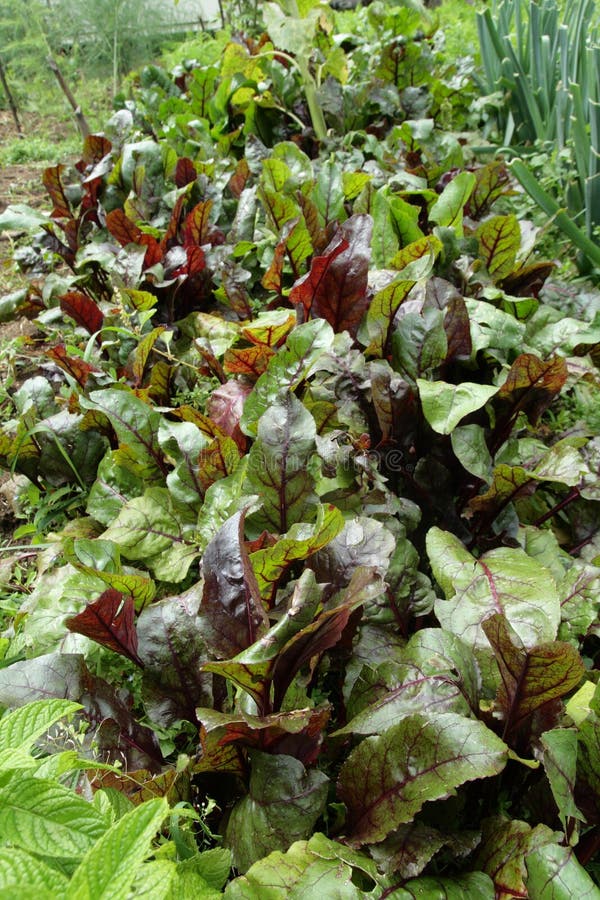 Beetroot or Red Beet in Vegetable Garden Stock Photo - Image of organic ...