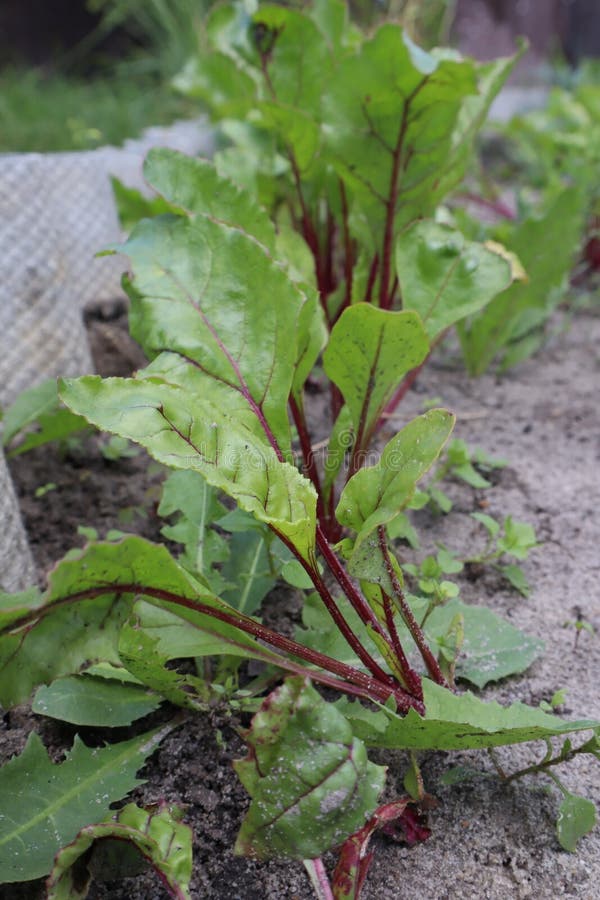 Beetroot Red Growing in the Garden. Stock Image - Image of gardening ...