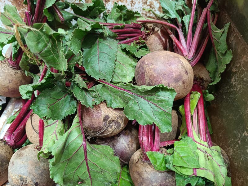 Beetroot Red Has Many Nutrients for Health ? Stock Image - Image of ...
