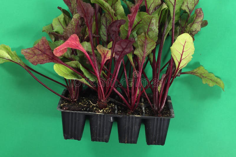 Beetroot or Red Turnip Seedling Horticulture Beet or Beetroot Seedlings ...