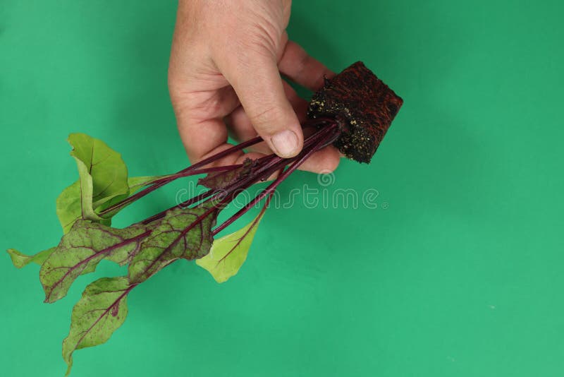 Beetroot or Red Turnip Seedling Horticulture Beet or Beetroot Seedlings ...