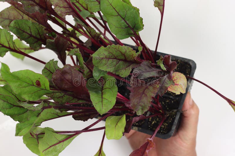 Beetroot or Red Turnip Seedling Horticulture Beet or Beetroot Seedlings ...