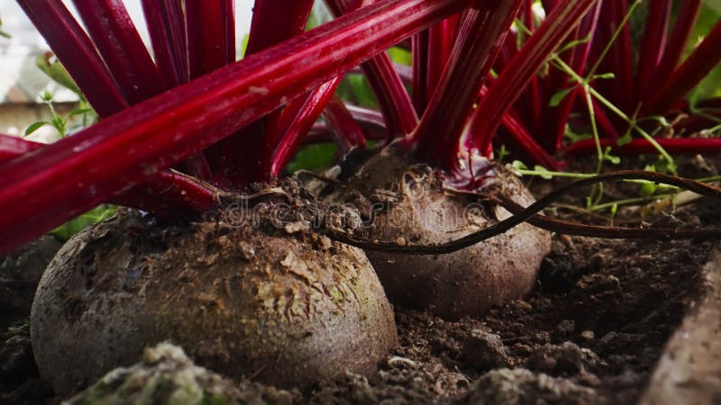 Beetroot root stock video. Video of gardening, ground - 253414517