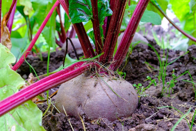 Beetroot. a Root Vegetable in the Ground Stock Photo - Image of diet ...