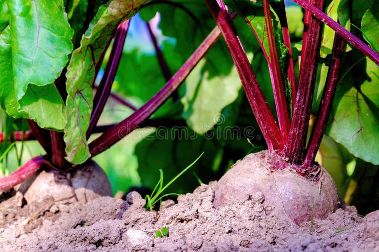 Beetroot. a Root Vegetable in the Ground. Close-up Stock Image - Image ...