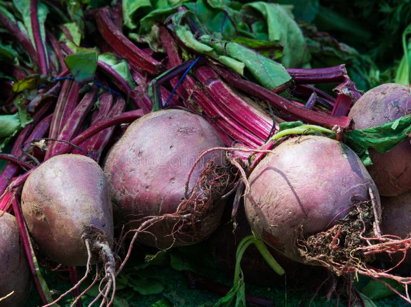 Beetroot for sale stock photo. Image of fresh, sale - 165014528