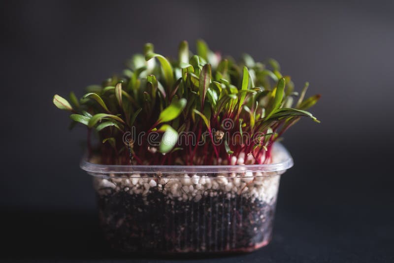 Beetroot seedlings stock photo. Image of mung, acids - 88766108