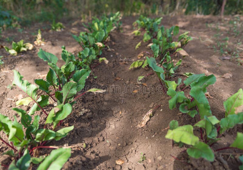 Beetroot stock photo. Image of dark, agriculture, earth - 97442086