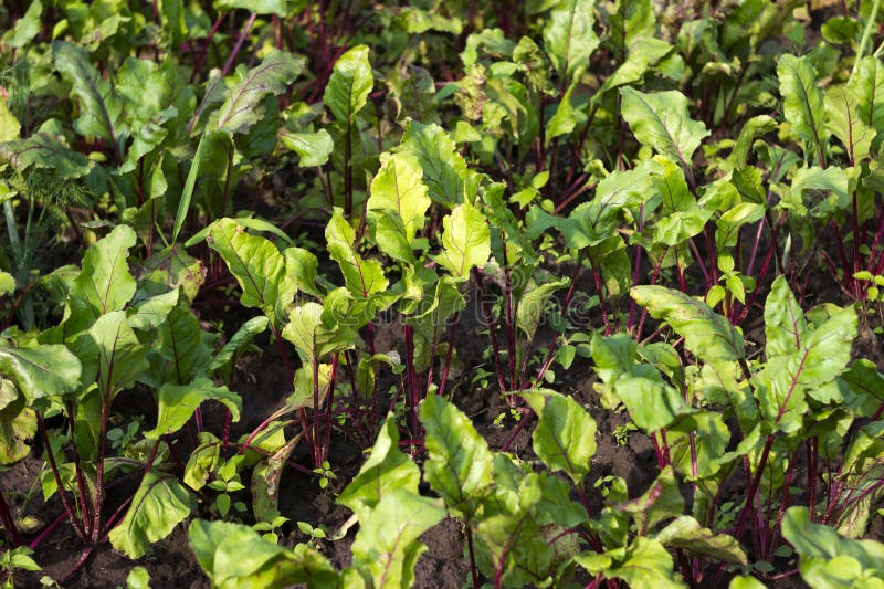 Beetroot Sprouting Garden Spring Stock Photos - Free & Royalty-Free ...