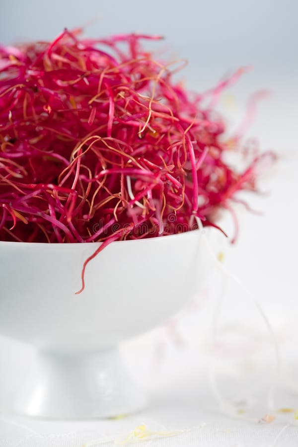 Red Beetroot Sprouts Front View Stock Photo - Image of fresh, soil ...