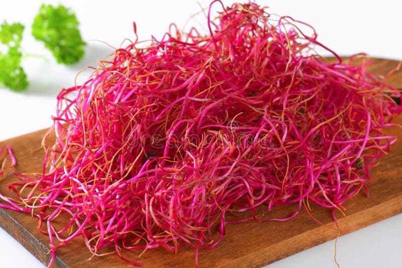 Beetroot sprouts stock photo. Image of sprouts, fresh - 44671524