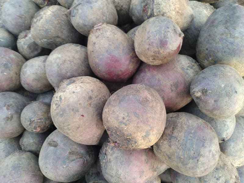 The Beetroot is the Taproot Portion of a Beet Plant Stock Image - Image ...