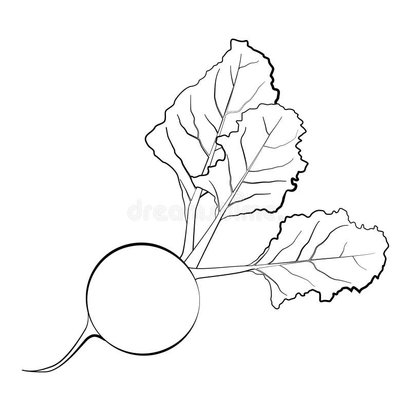 Beetroot Line Drawing Stock Illustrations – 692 Beetroot Line Drawing ...