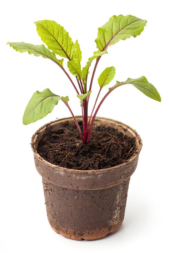 Beetroot Tree Sapling stock illustration. Illustration of cultivation ...