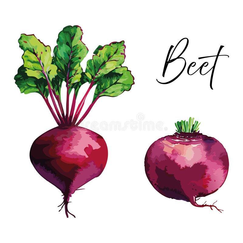 Beetroot Vector Illustration Stock Vector - Illustration of generated ...