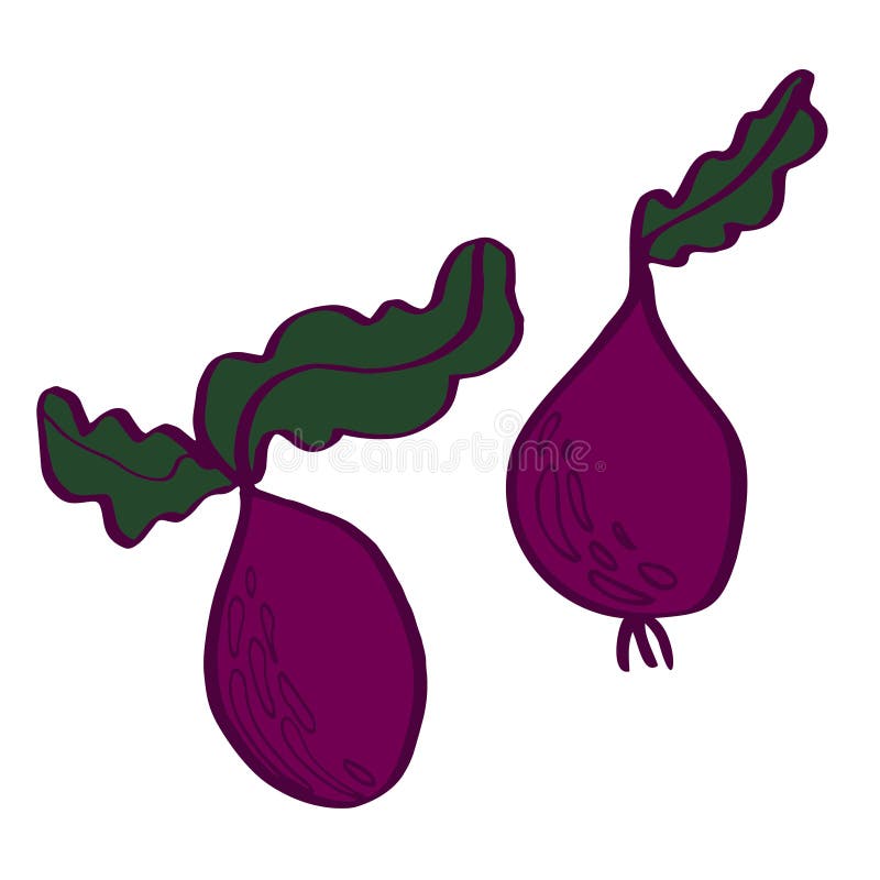 Beetroot Vector Isolated Illustration Sketch Stock Vector ... Beetroot Vector Isolated Illustration Sketch Stock Vector ...
