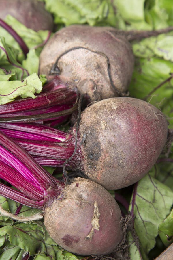 Beetroot Vegetable Background Stock Image - Image of food, background ...