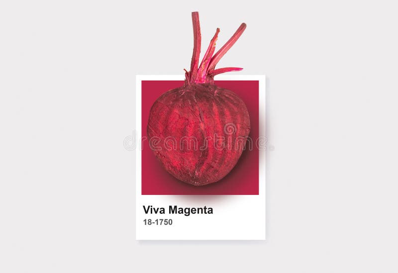 Beetroot Vegetable on Card with Viva Magenta Color on White Background ...
