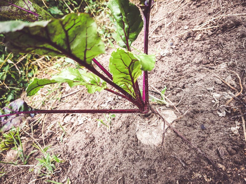 Beetroot in the Vegetable Garden Stock Image - Image of ripe ...