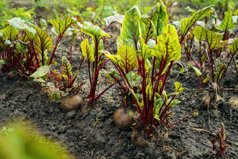 Beetroot in a Vegetable Garden Stock Image - Image of gardening, fresh ...