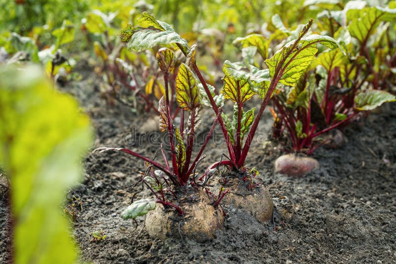 Beetroot in a Vegetable Garden Stock Image - Image of nutrition, autumn ...
