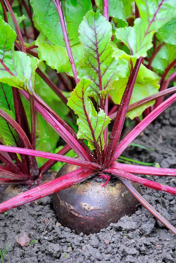 Beetroot in a Vegetable Garden Stock Image - Image of bush, beet: 39977045