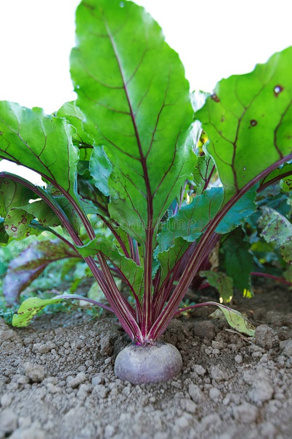 Beetroot in a Vegetable Garden. Growing Beetroot Stock Image - Image of ...