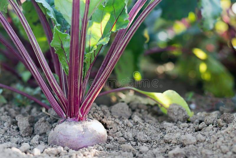 Beetroot in a Vegetable Garden. Growing Beetroot Stock Image - Image of ...