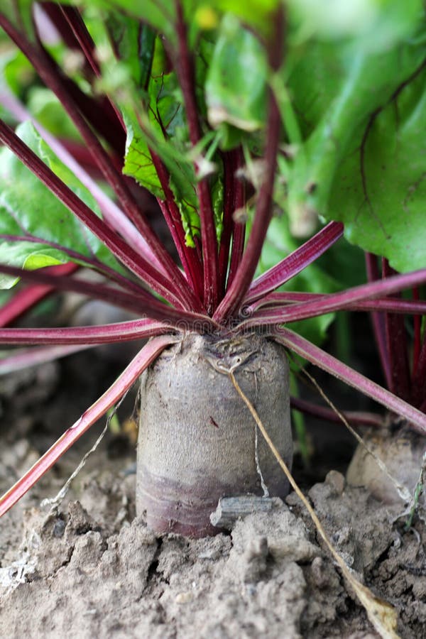 Beetroot in a Vegetable Garden Stock Photo - Image of diet, garden ...