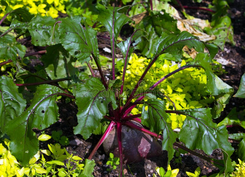 Beetroot stock image. Image of garden, beetroot, harvest - 36857243