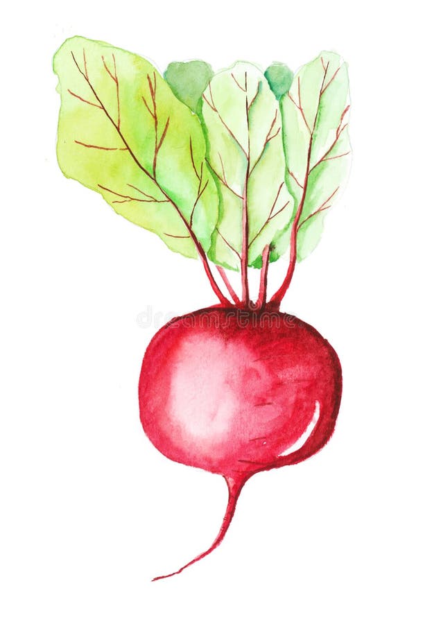 Beetroot Drawing Stock Illustrations – 3,767 Beetroot Drawing Stock ...