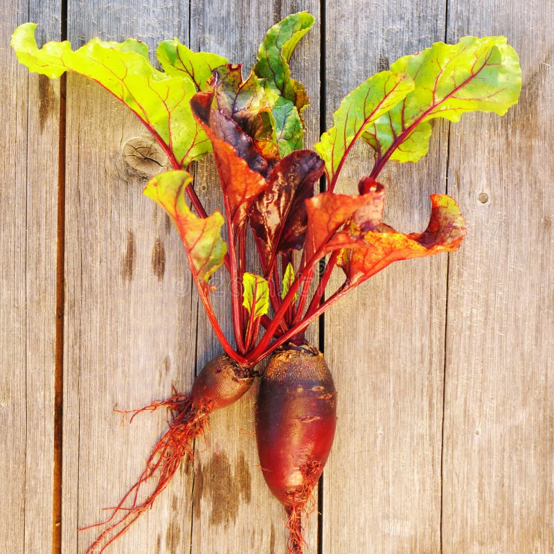 Beetroot on wooden table stock image. Image of nature - 26212357