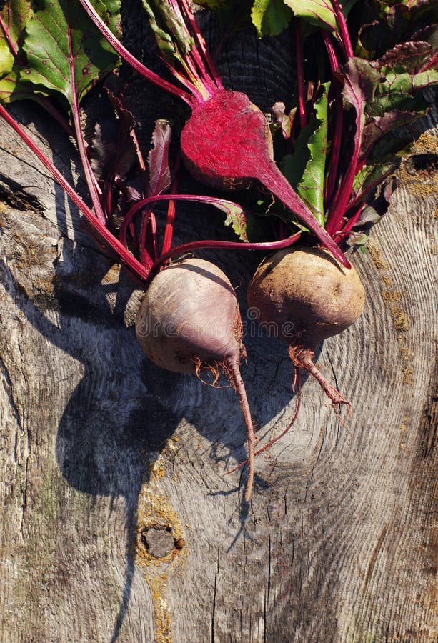 Beetroot on the Wooden Table. Stock Image - Image of outdoors, healthy ...