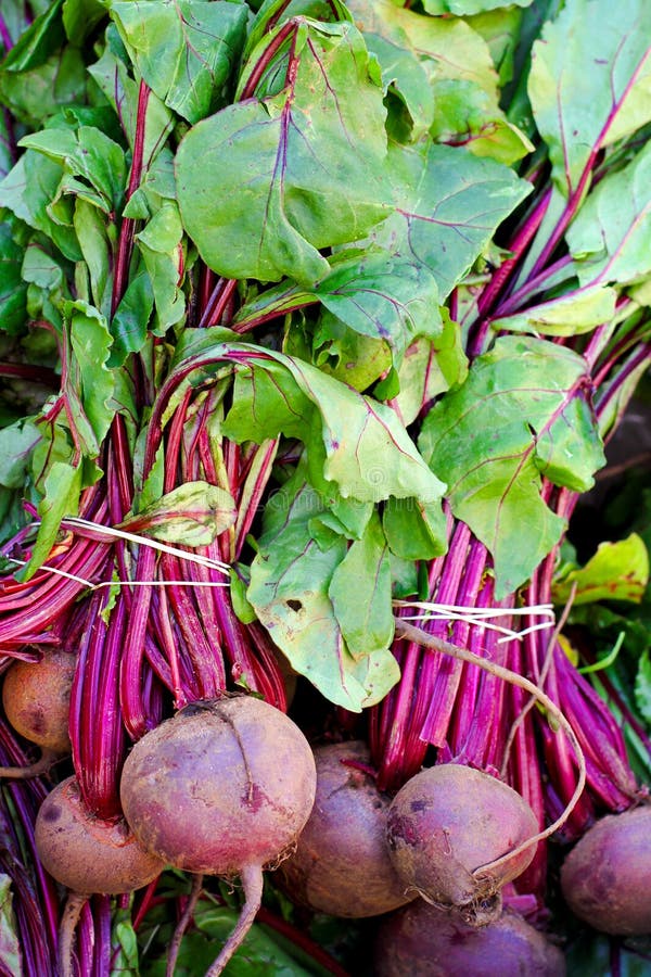 Beetroots stock photo. Image of grown, grocery, veggie - 19733612