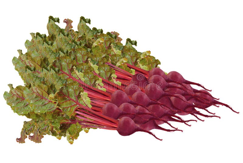 Beetroots stock photo. Image of beetroot, vegetarian - 32540854