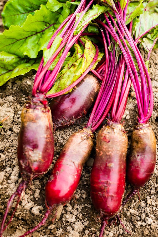 Beetroots on the ground stock photo. Image of gardening - 149304174