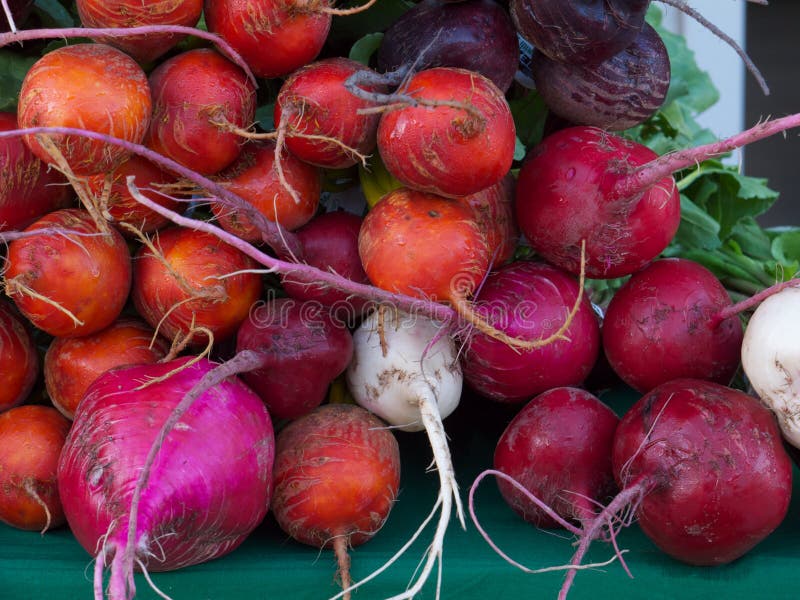 Beets of various colors stock image. Image of beets, hands - 15961817