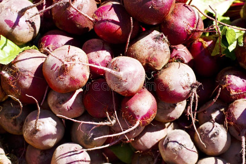 Multi-colored Beets stock image. Image of white, green - 10370713