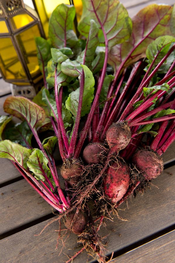Red Beets stock image. Image of table, fresh, healthy - 40126347