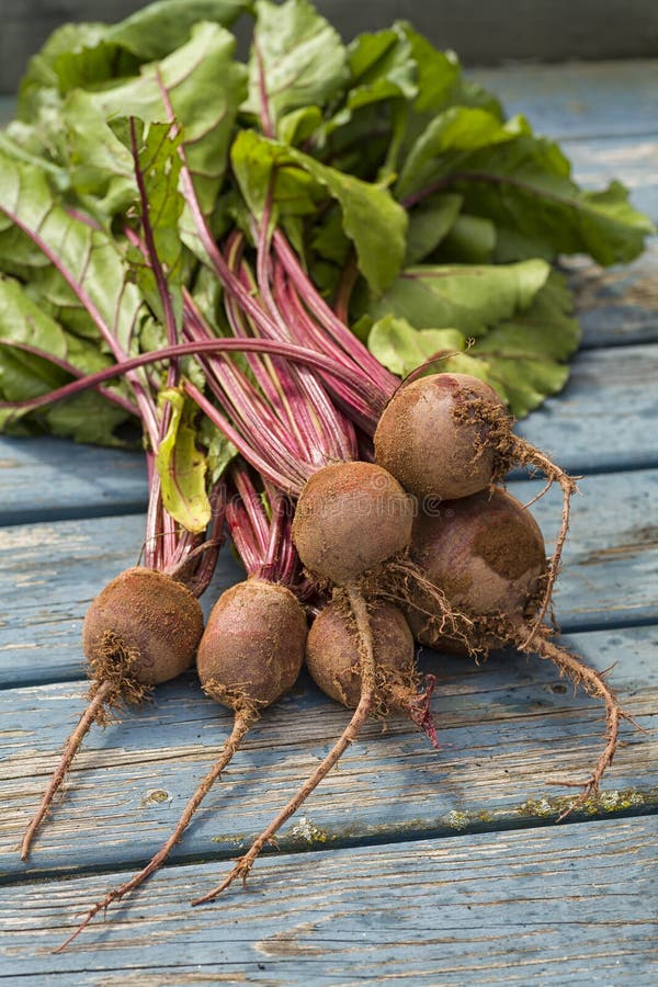 Beets stock photo. Image of harvest, nutritious, pest - 50949660
