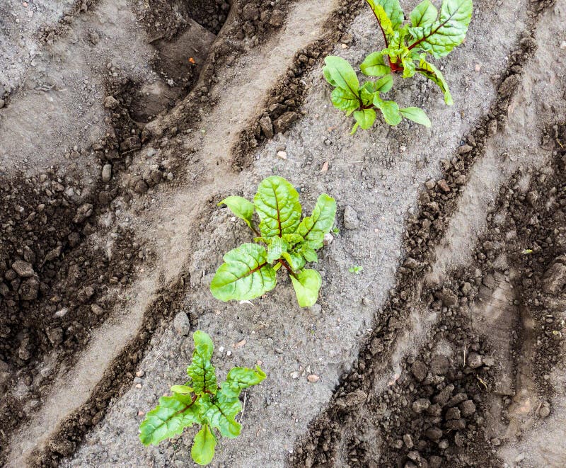 Beets in the field stock photo. Image of green, vegetable - 222396902